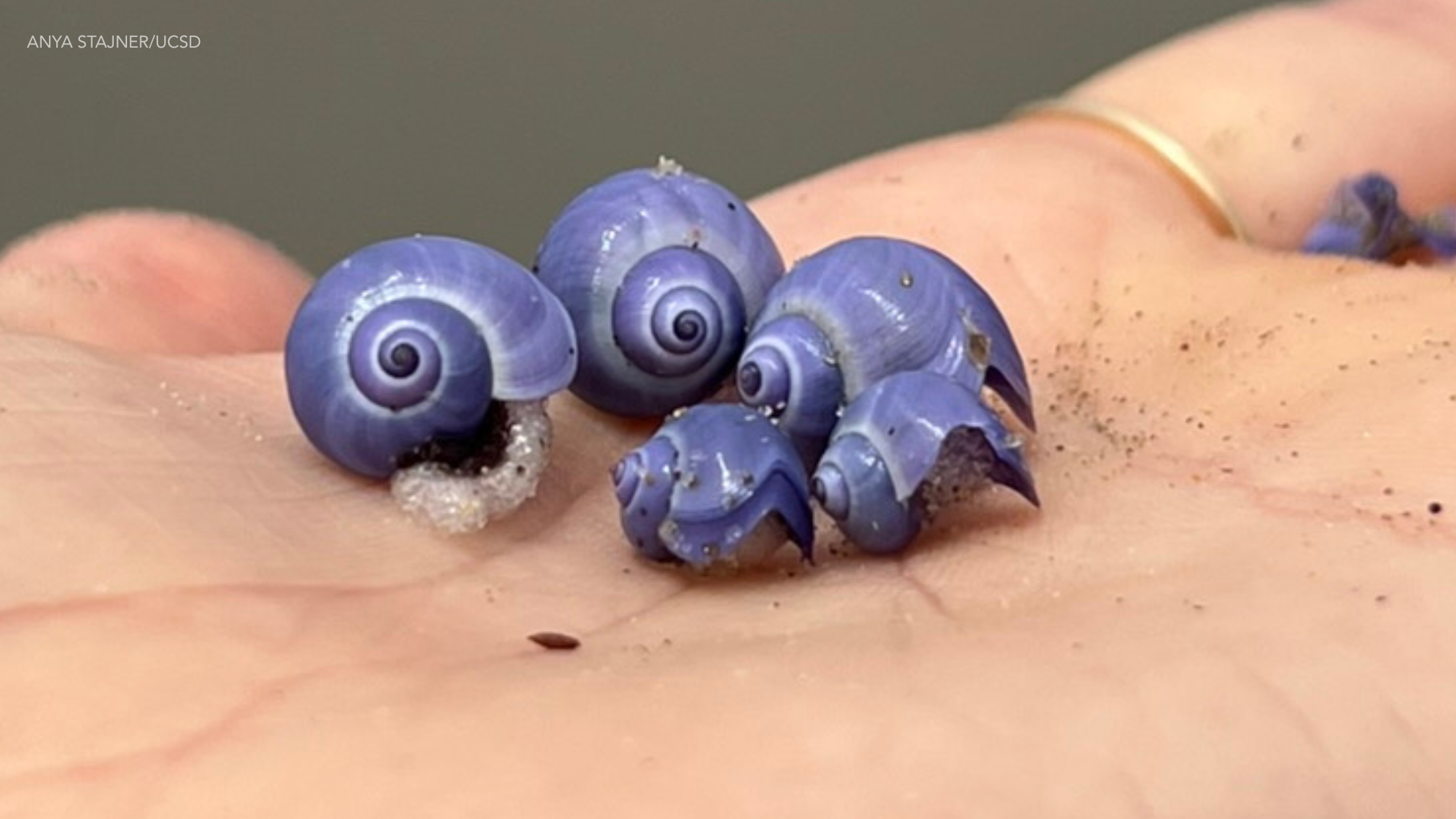 Rare sea creatures washing ashore in Southern California – KTLA