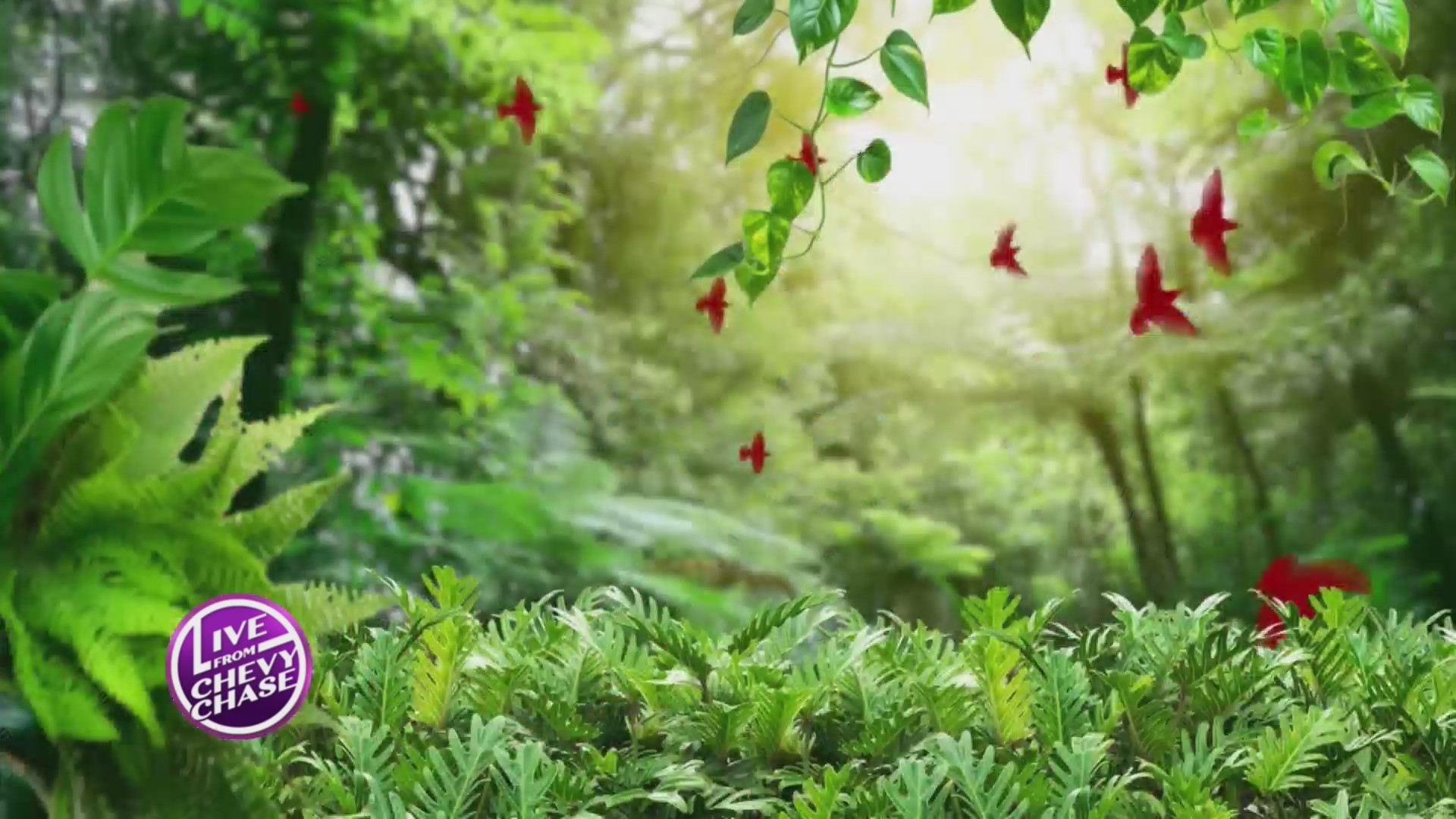 Burnham Square Horse Trainer – FOX 56 News