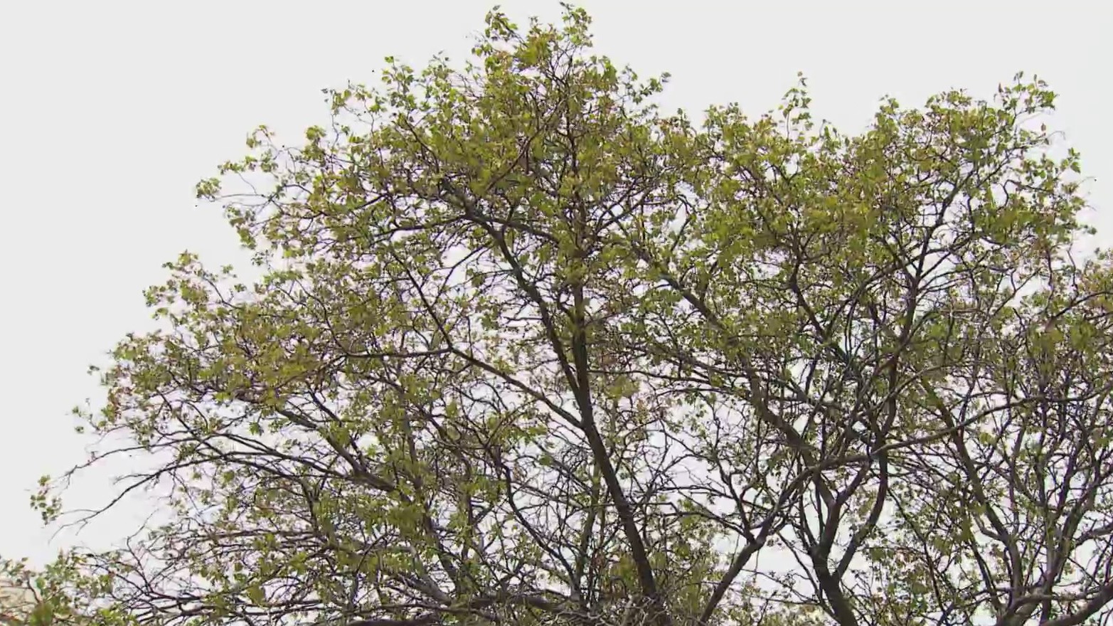 The rare weather phenomenon that turns allergies into asthma – WFLA