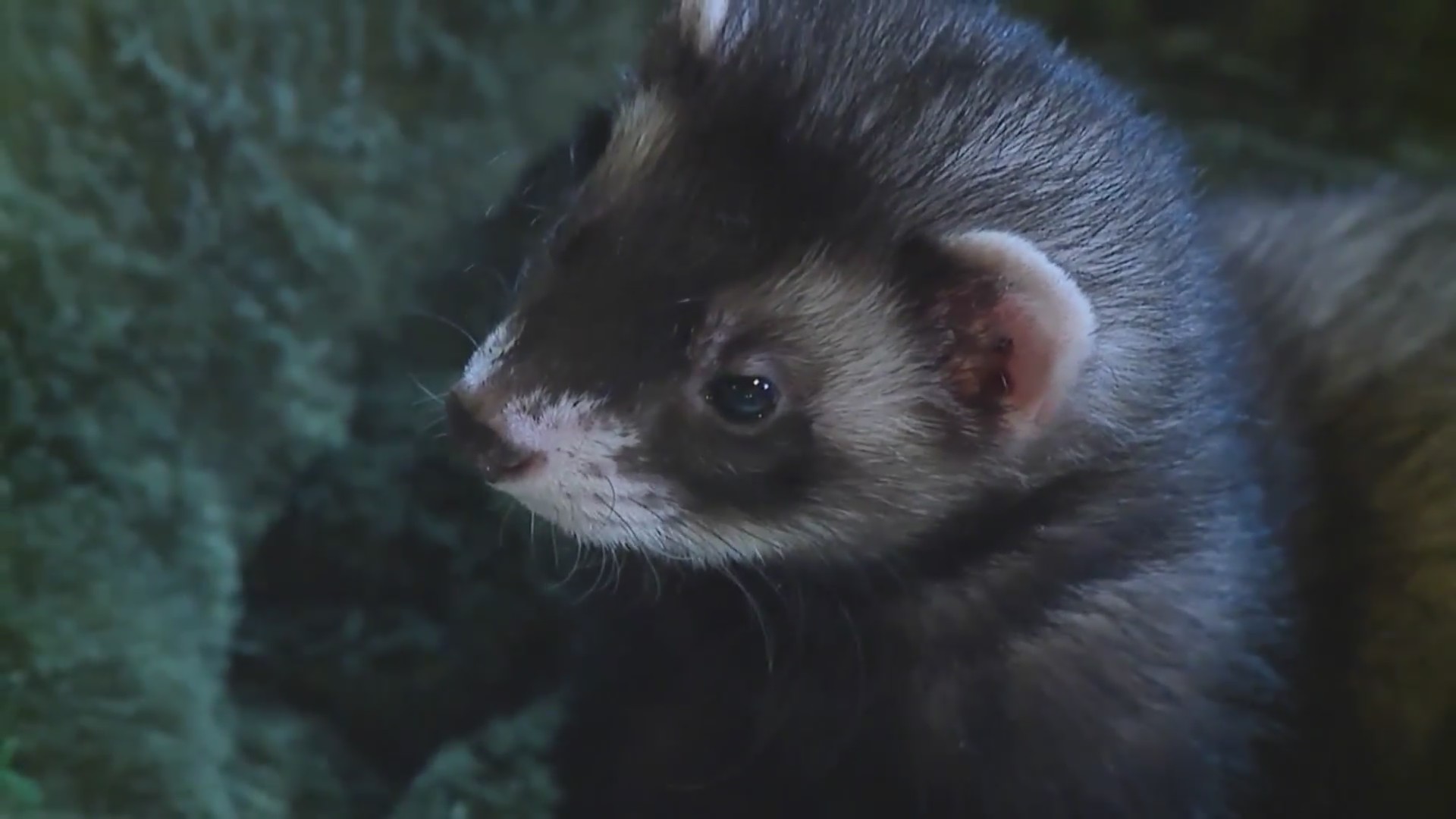 Colorado ferret rescue celebrates 20 years of rescues – FOX31 Denver