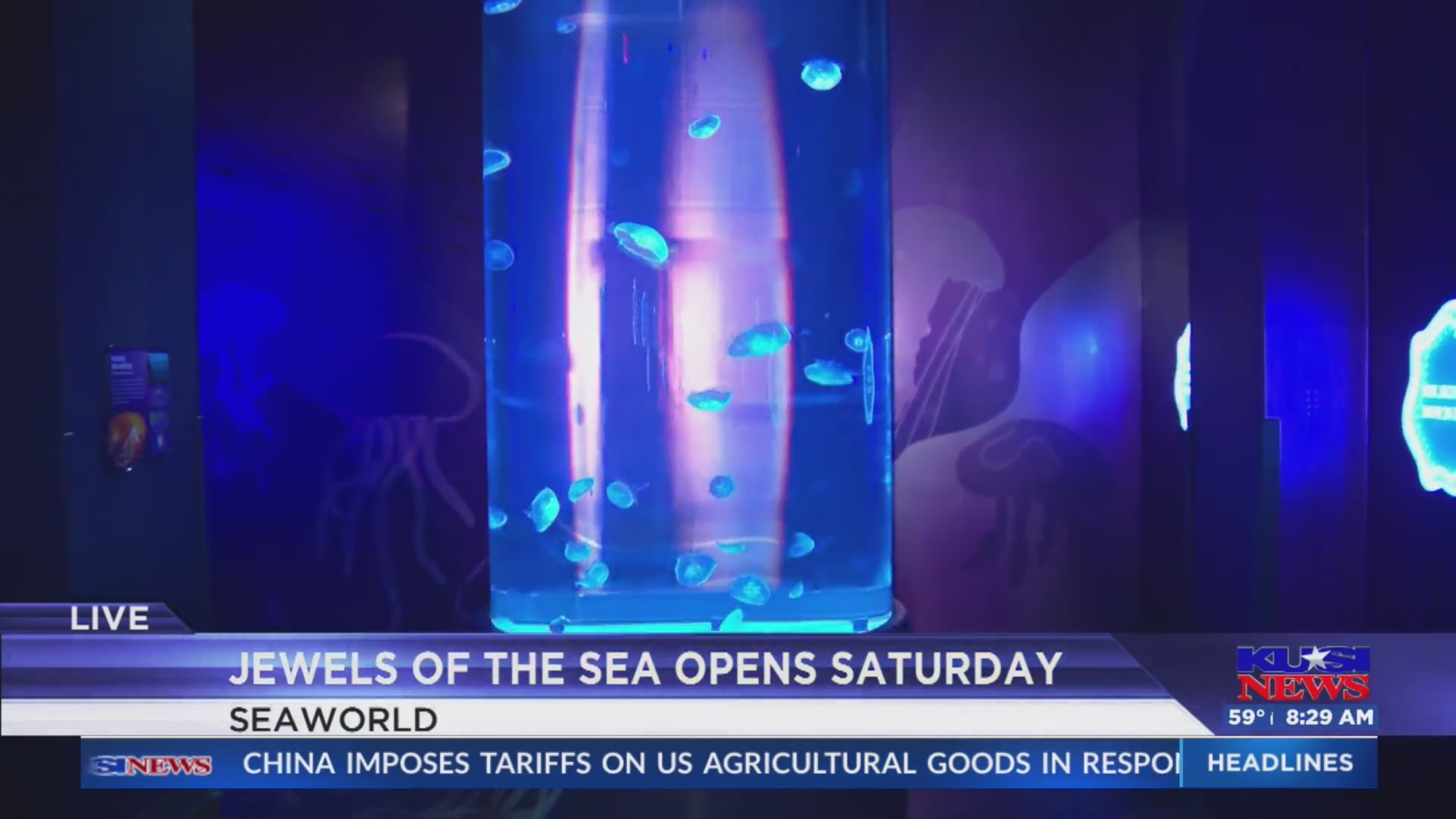 New jellyfish exhibit at SeaWorld San Diego opens Saturday – FOX 5 San ...