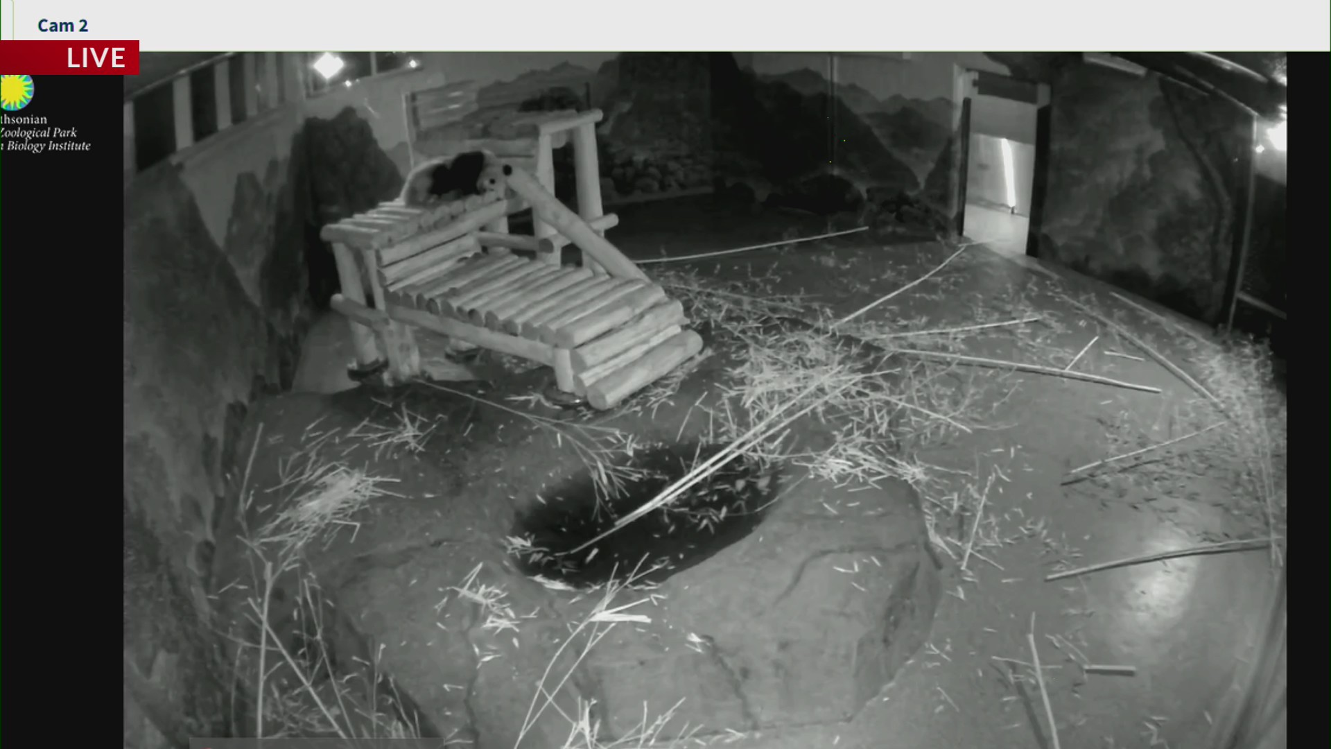 ‘Giant Panda Cam’ goes live at DC’s National Zoo – DC News Now | DC ...