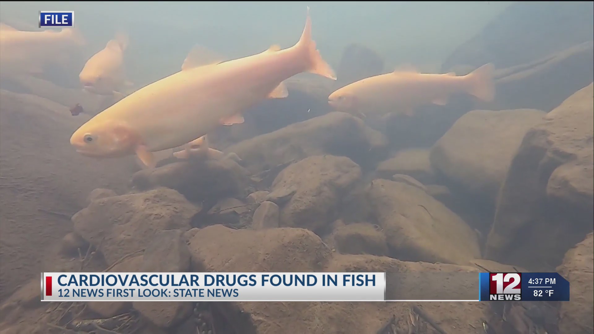 Heart drugs present in West Virginia fish, WVU researchers find – WBOY.com