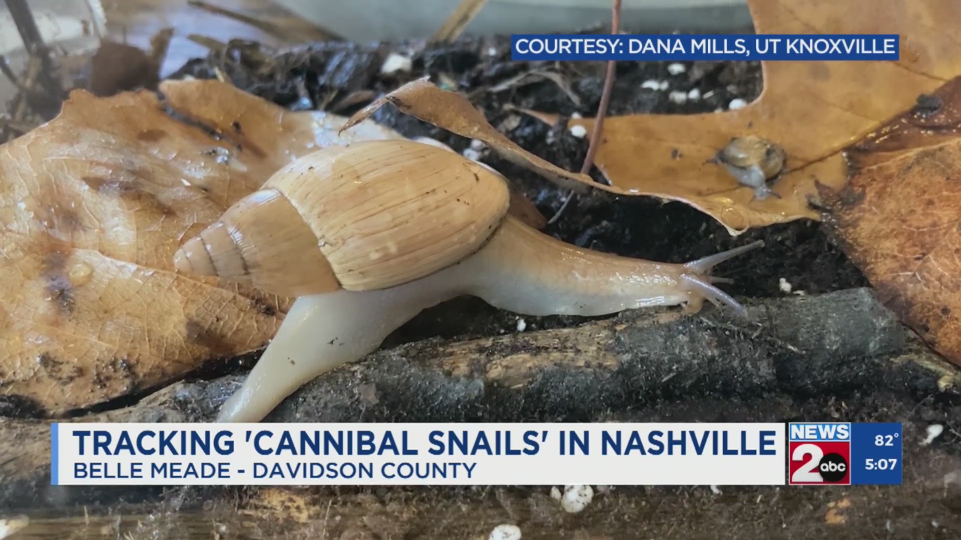 Tracking ‘cannibal snails’ in Davidson County – WKRN News 2