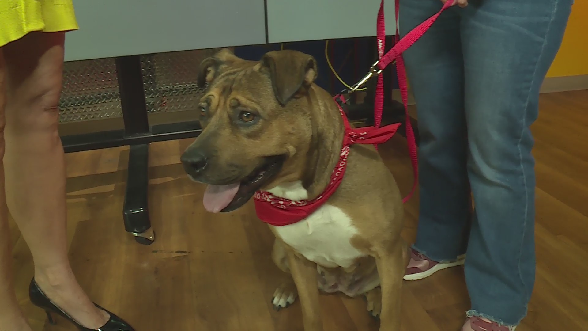 Adopt Ricky the Dog – FOX 2