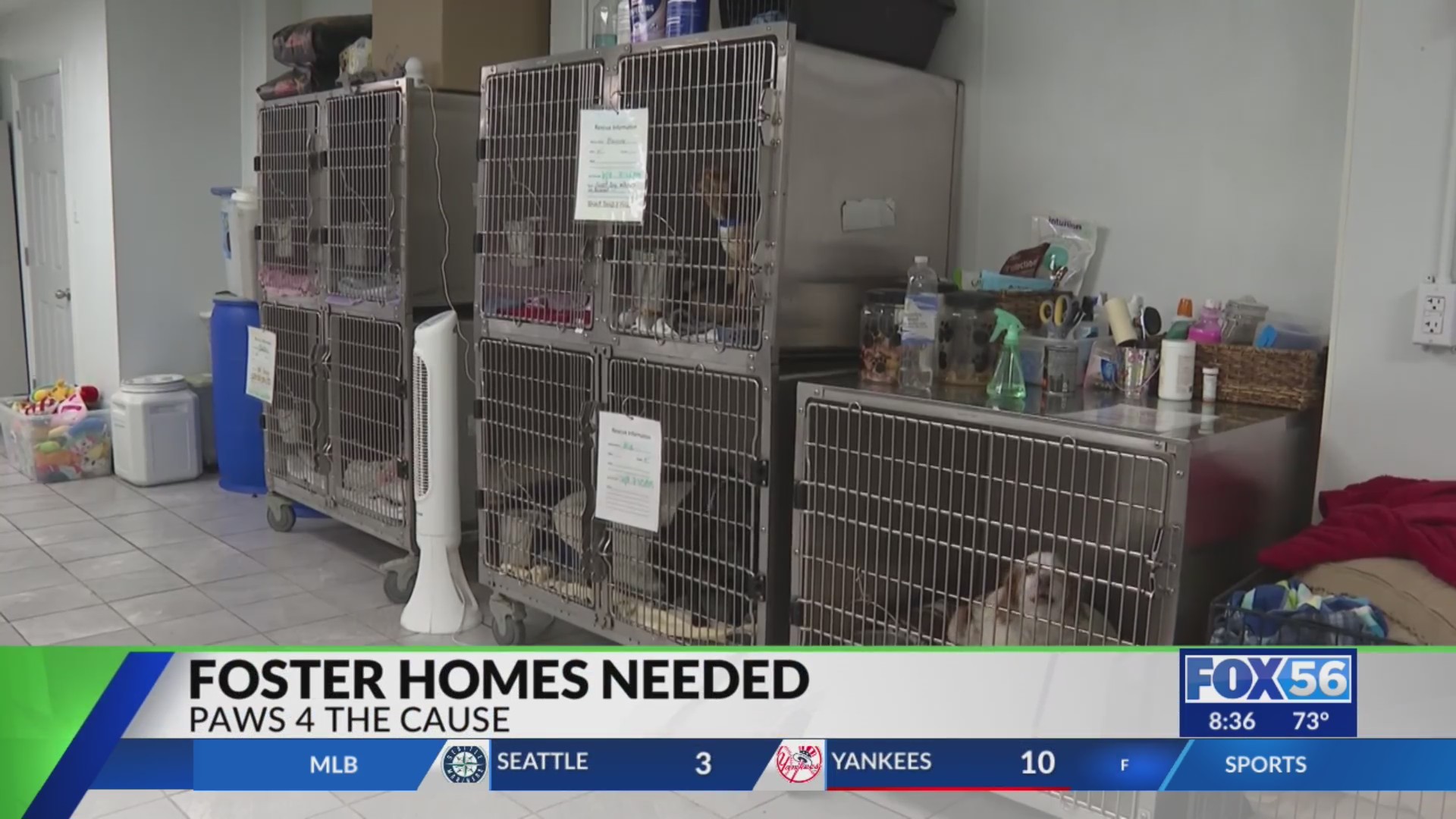Paws 4 the Cause asking for fosters as the need grows – FOX 56 News