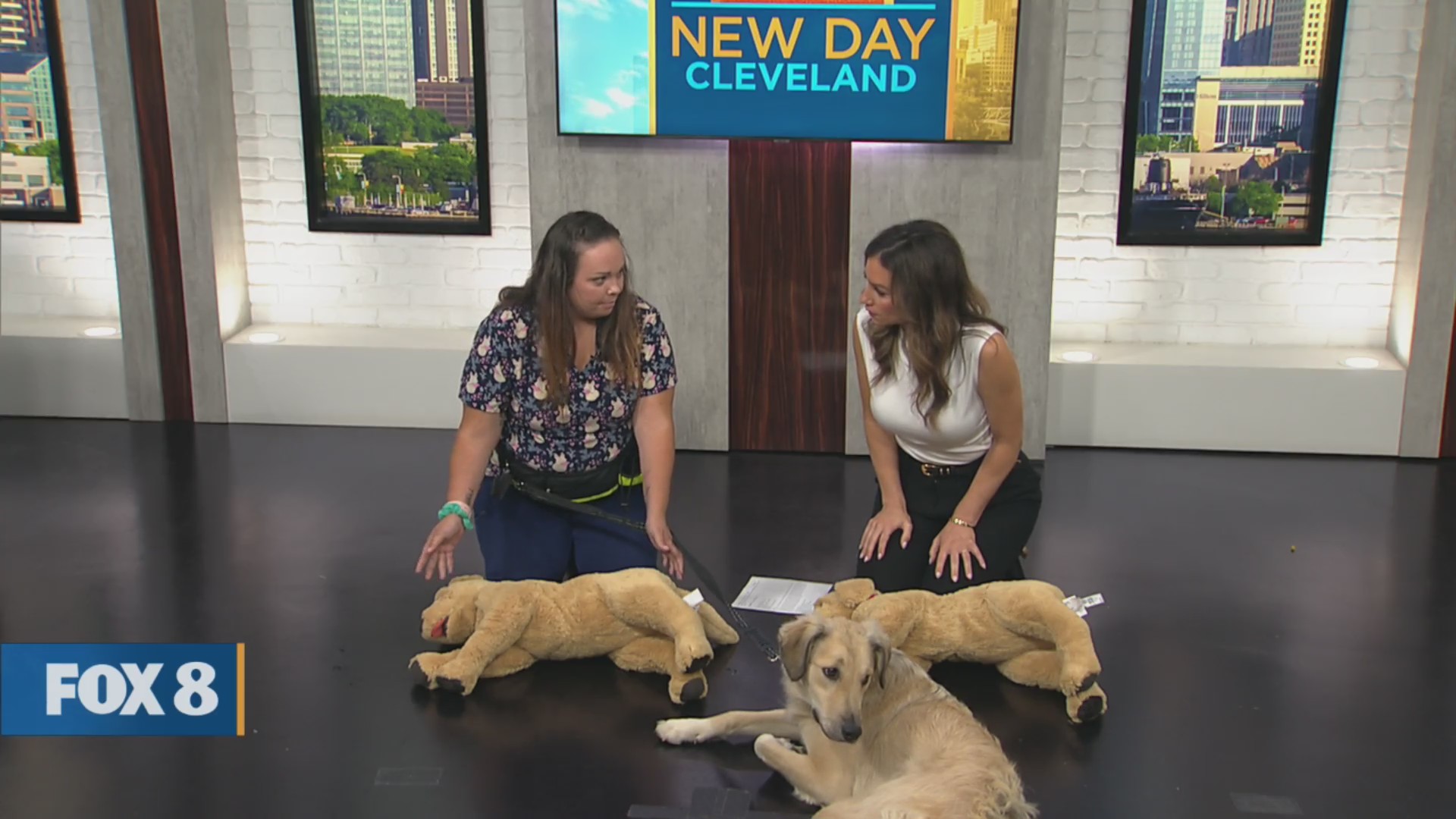 New Day Cleveland: Berea Animal Rescue Friends – Fox 8 Cleveland WJW