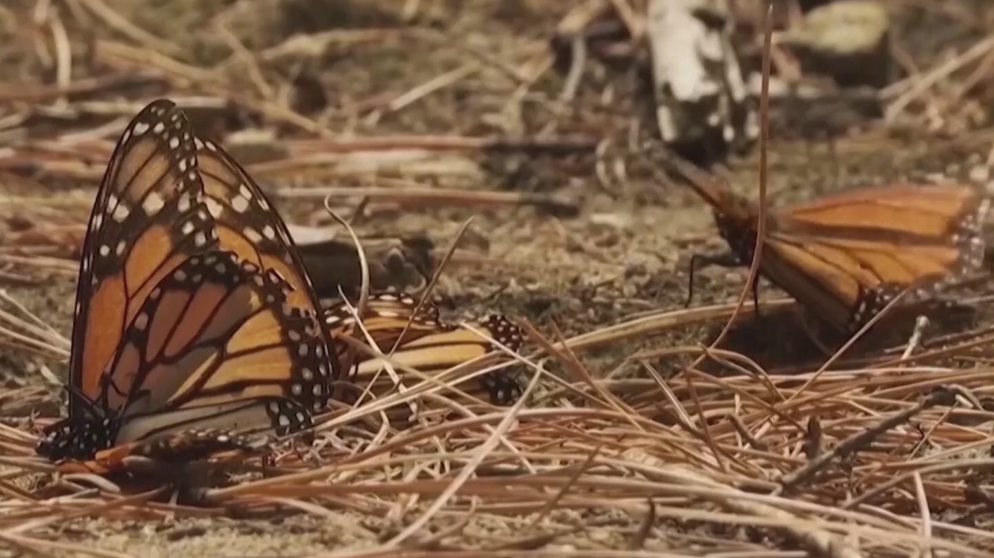 Why are monarch butterfly populations declining? | Morning in America ...