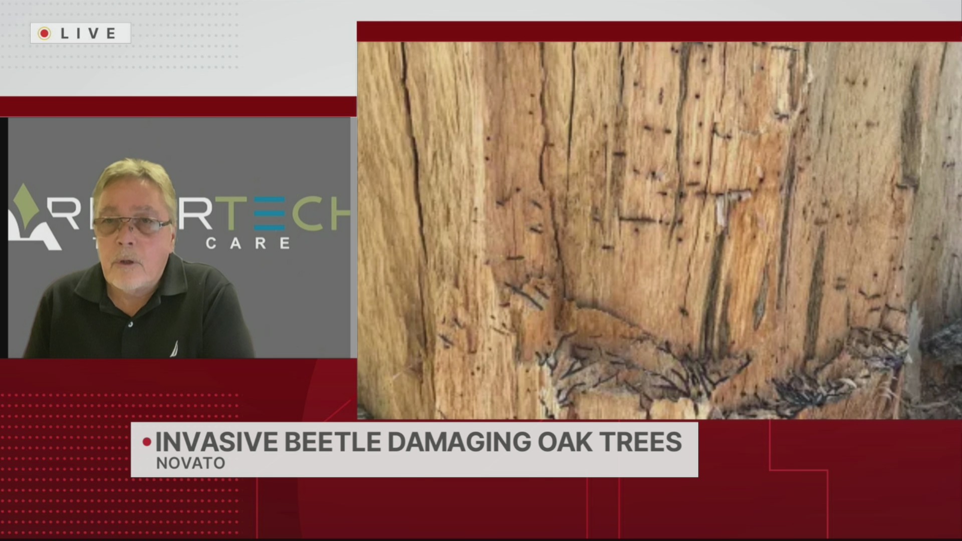 Invasive beetle hurting local trees in North Bay – KRON4