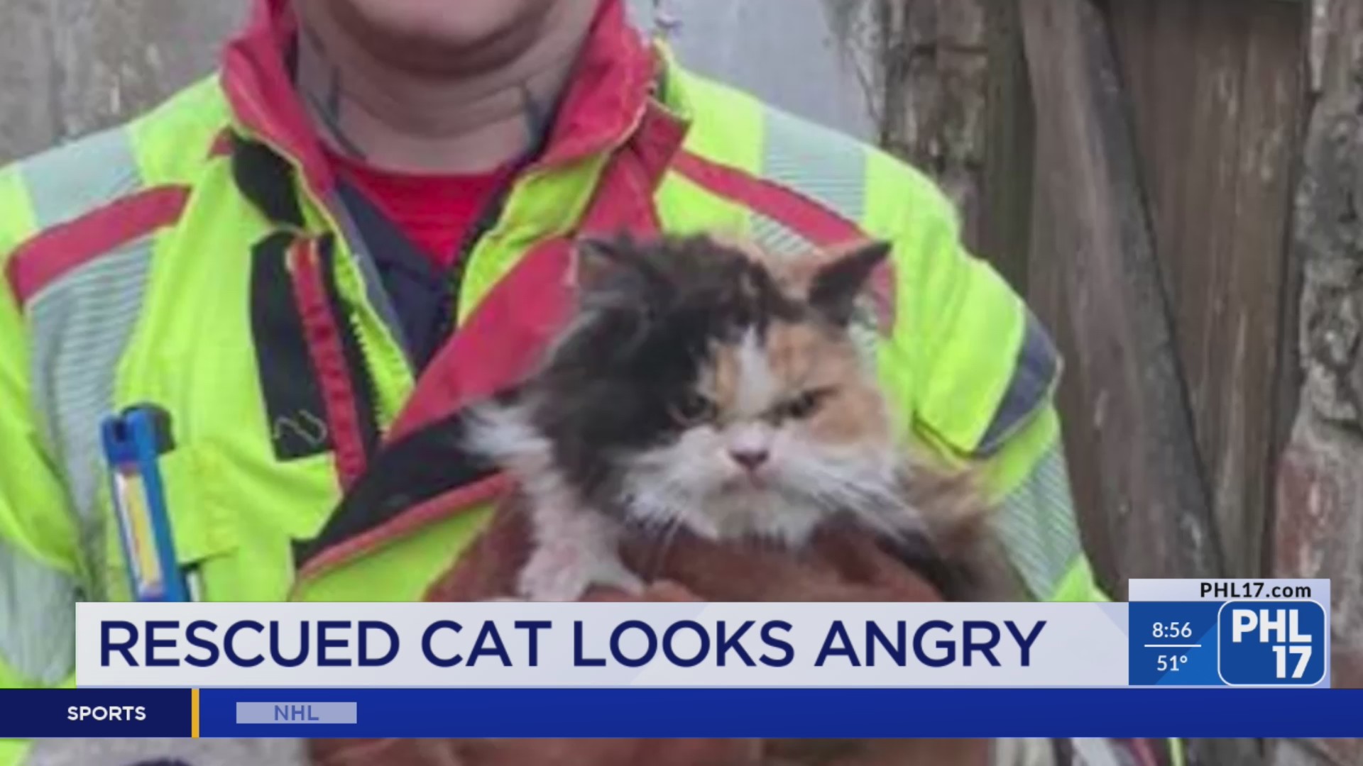 Cat Goes Viral For Angry Appearance After Getting Rescued Phl17