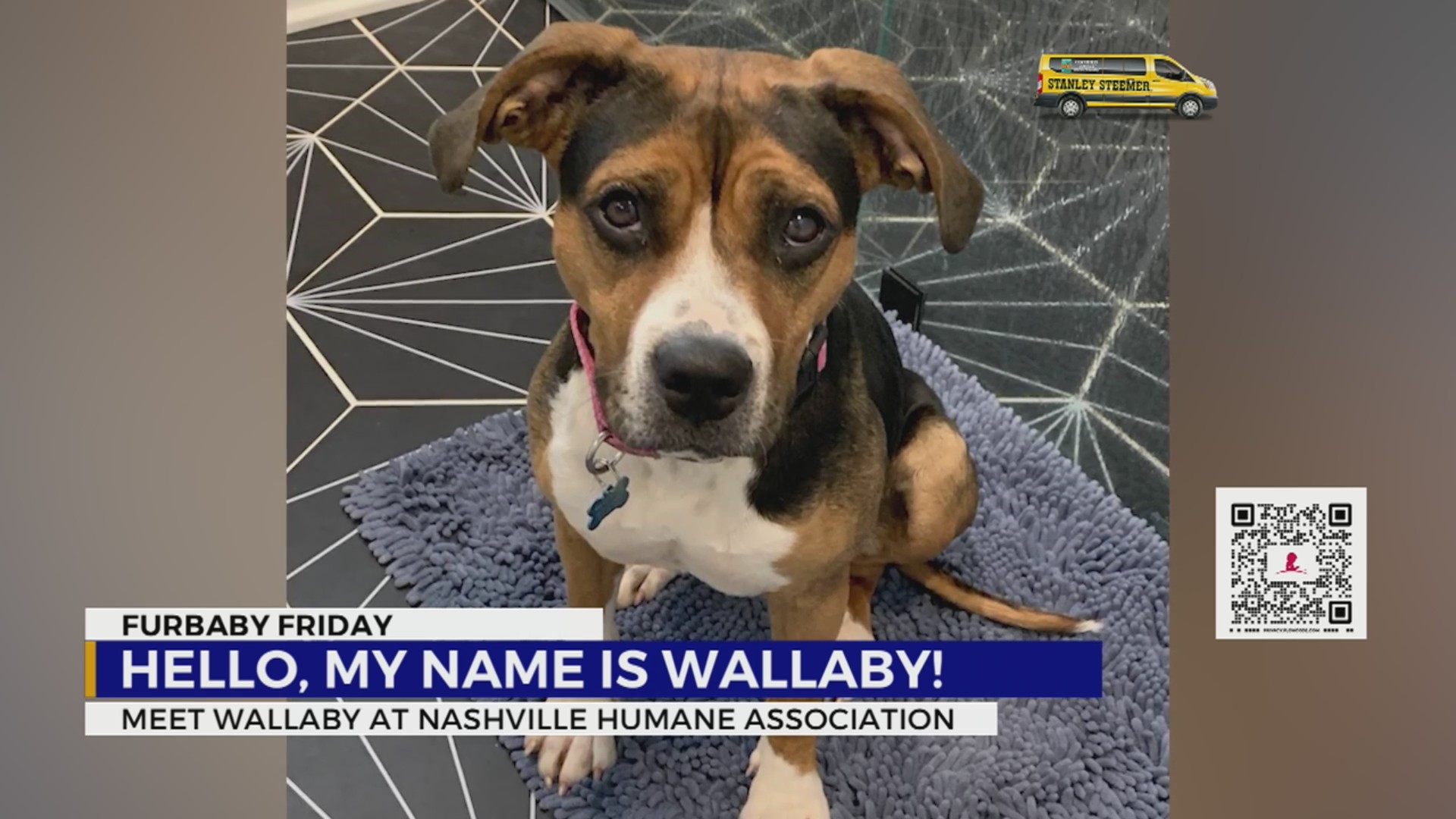 Fur Baby Friday: Meet Wallaby! – WKRN News 2