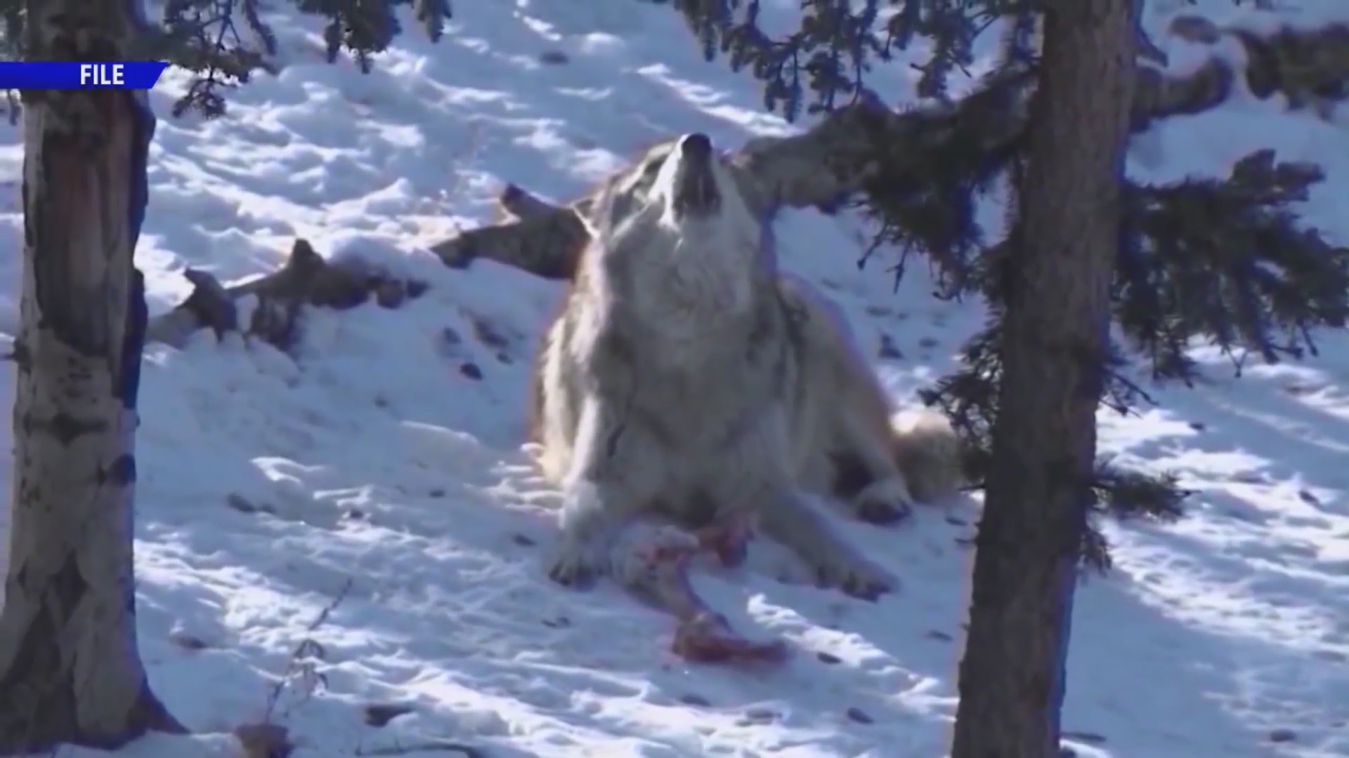 CPW confirms death of relocated wolf in southern Colorado – FOX31 Denver