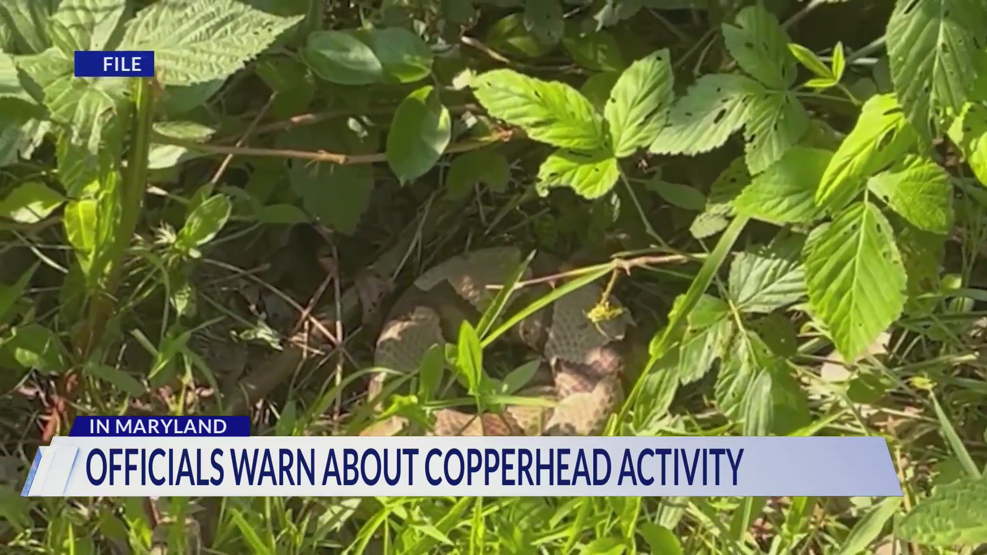 Wildlife experts caution Maryland neighbors to be aware of copperhead ...