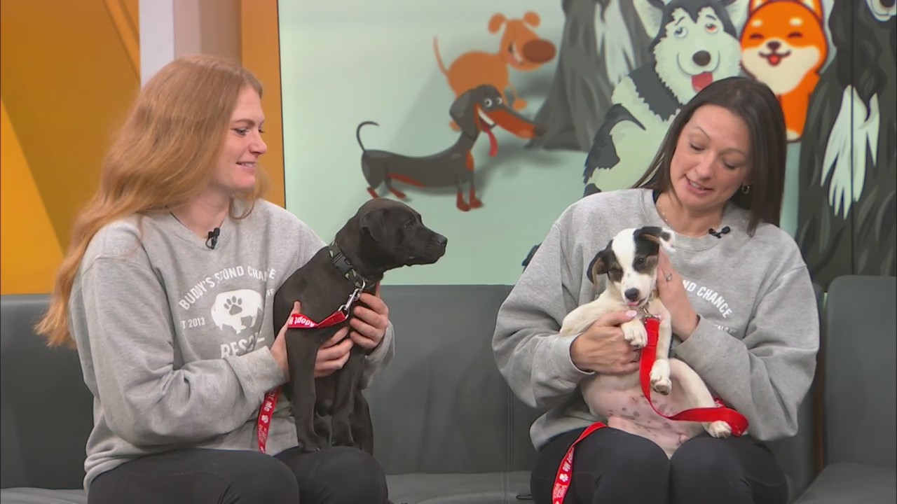 Wake Up Wags: 4-month-old Orion and Callie are looking for their forever homes – News 4 Buffalo