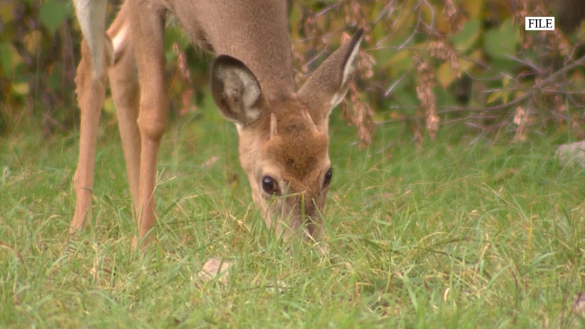 Kent County municipalities team up to solve deer problem – WOODTV.com
