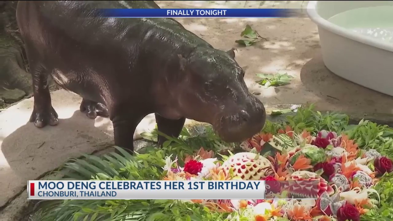 Moo Deng, the pygmy hippo who became a pudgy internet sensation, turns ...