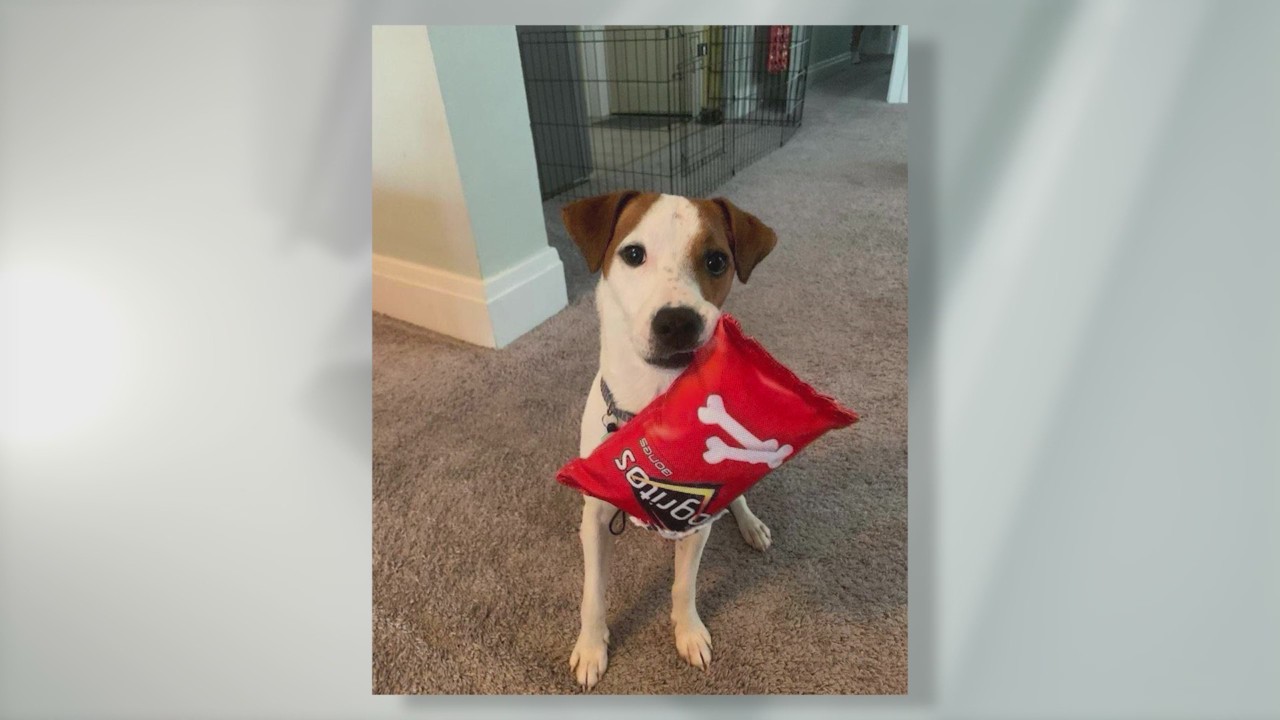 Jack Russell Jeter is ready for adoption – News 4 Buffalo