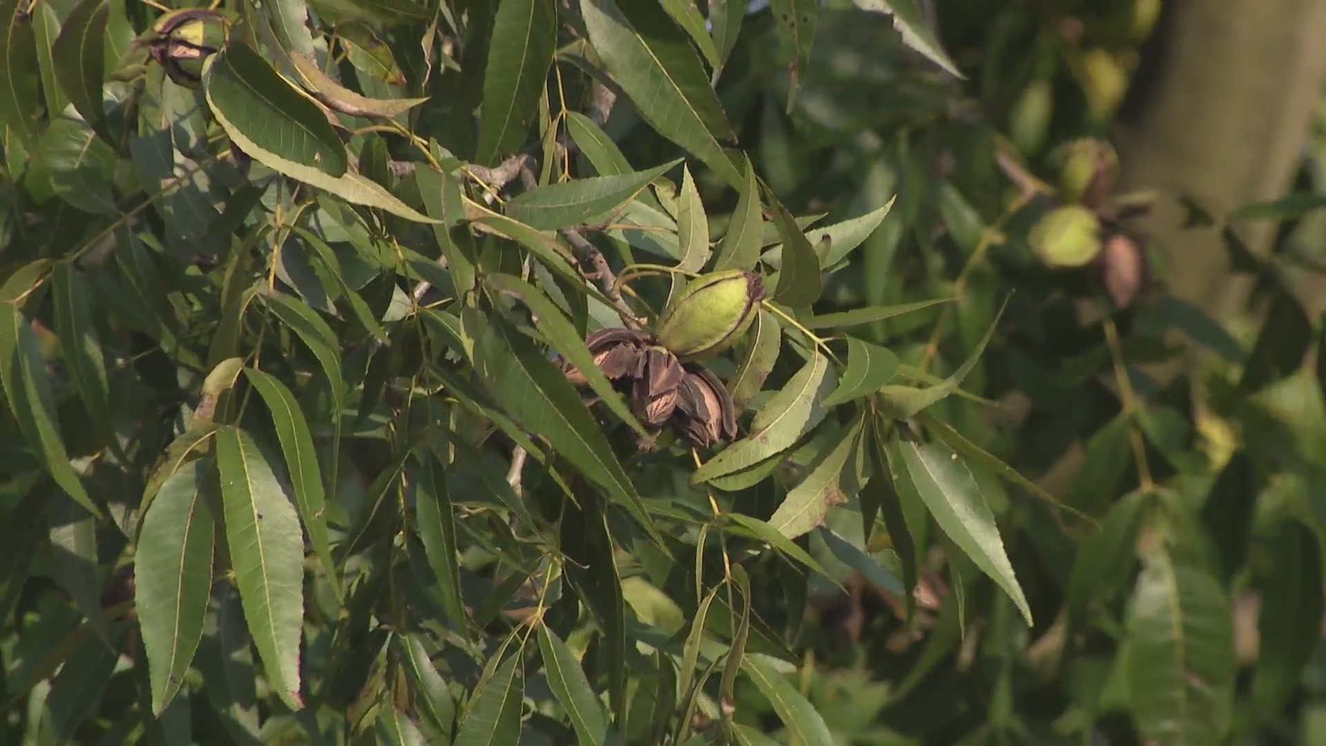 Local pecan farmers share devastating impacts from Helene, as state ...