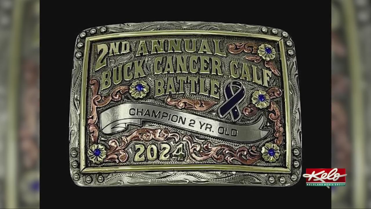 How bulls are helping “Buck Cancer” – KELOLAND.com