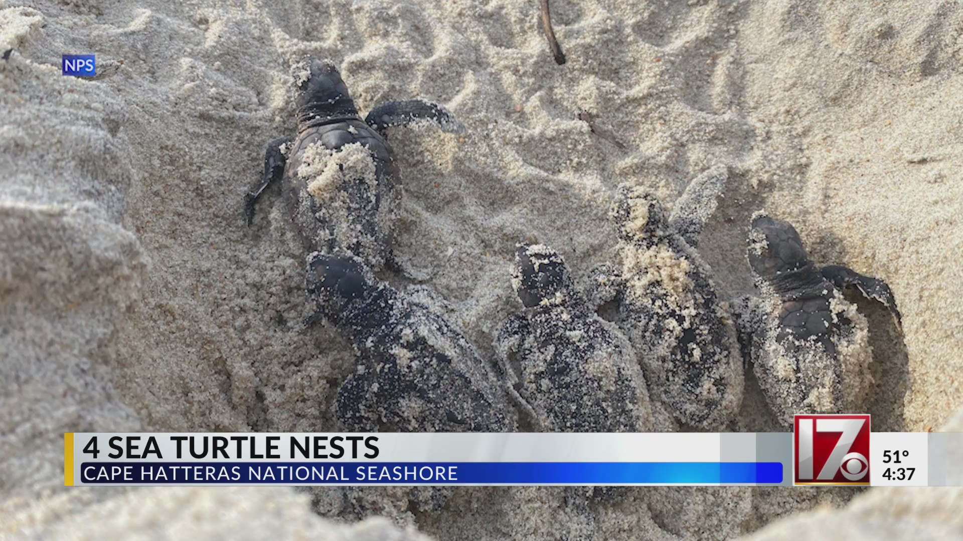 Four sea turtle nests in Outer Banks – CBS17.com