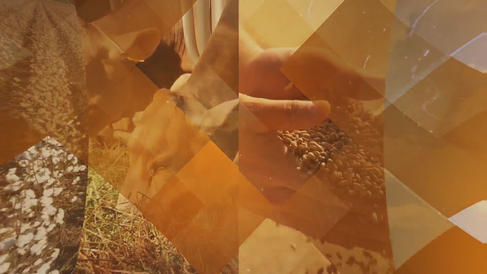 From screensaver to career: The story of Raider West Farms – KLBK ...