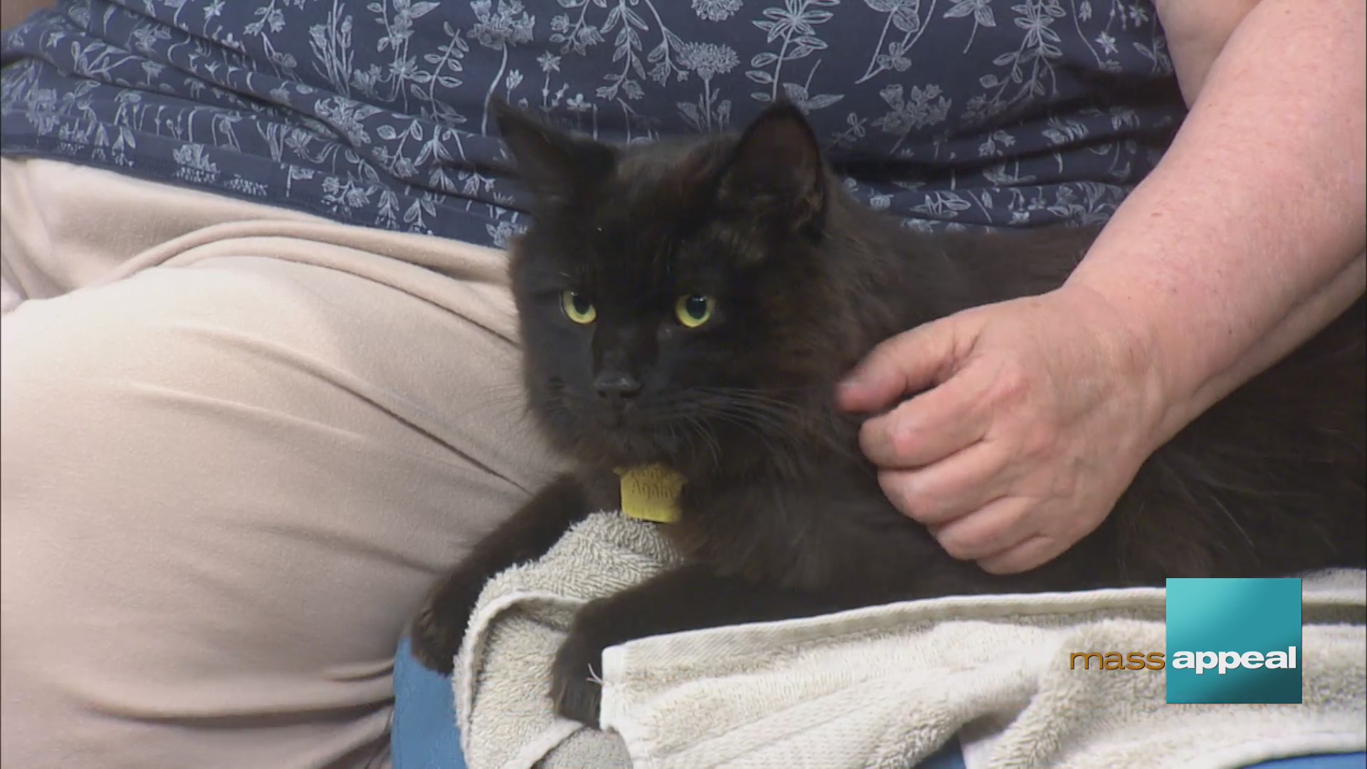 Mass Appeal Pet of the Week: Meet handsome George – WWLP