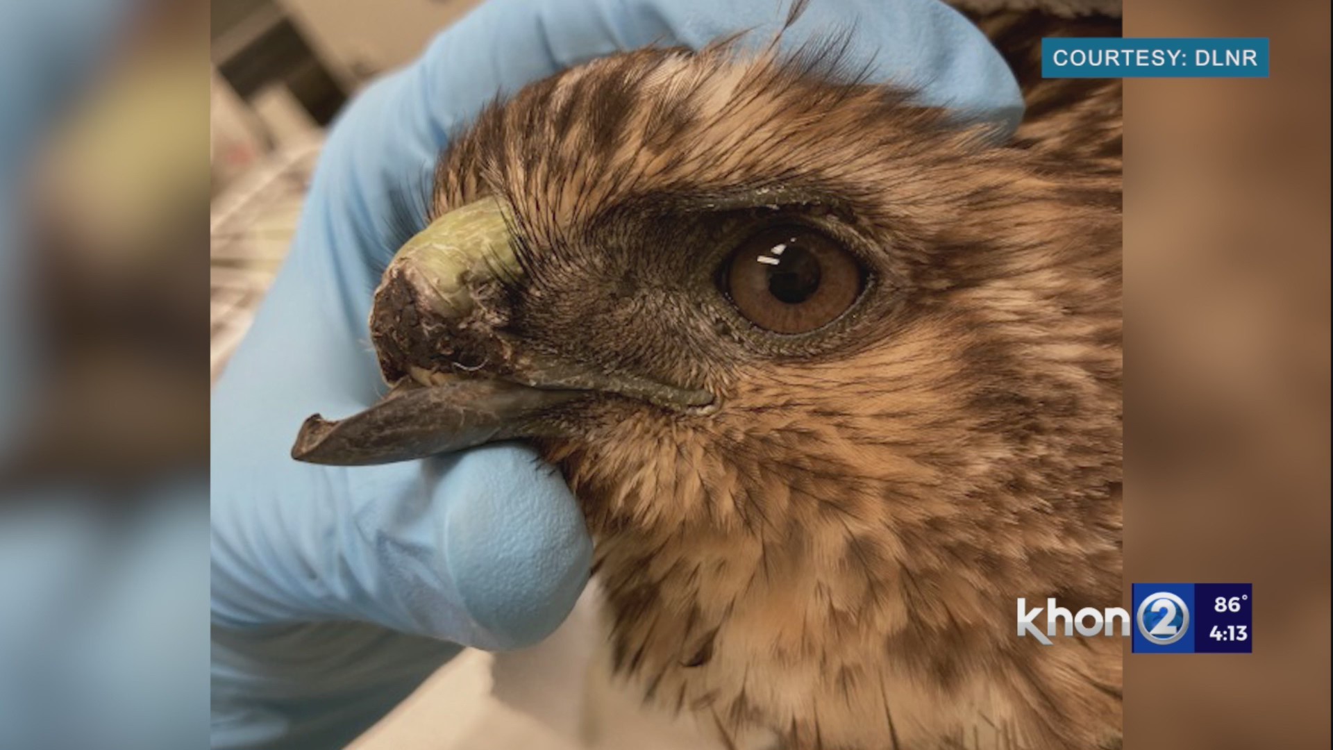 Endangered bird euthanized after being found ’emaciated,’ missing part ...