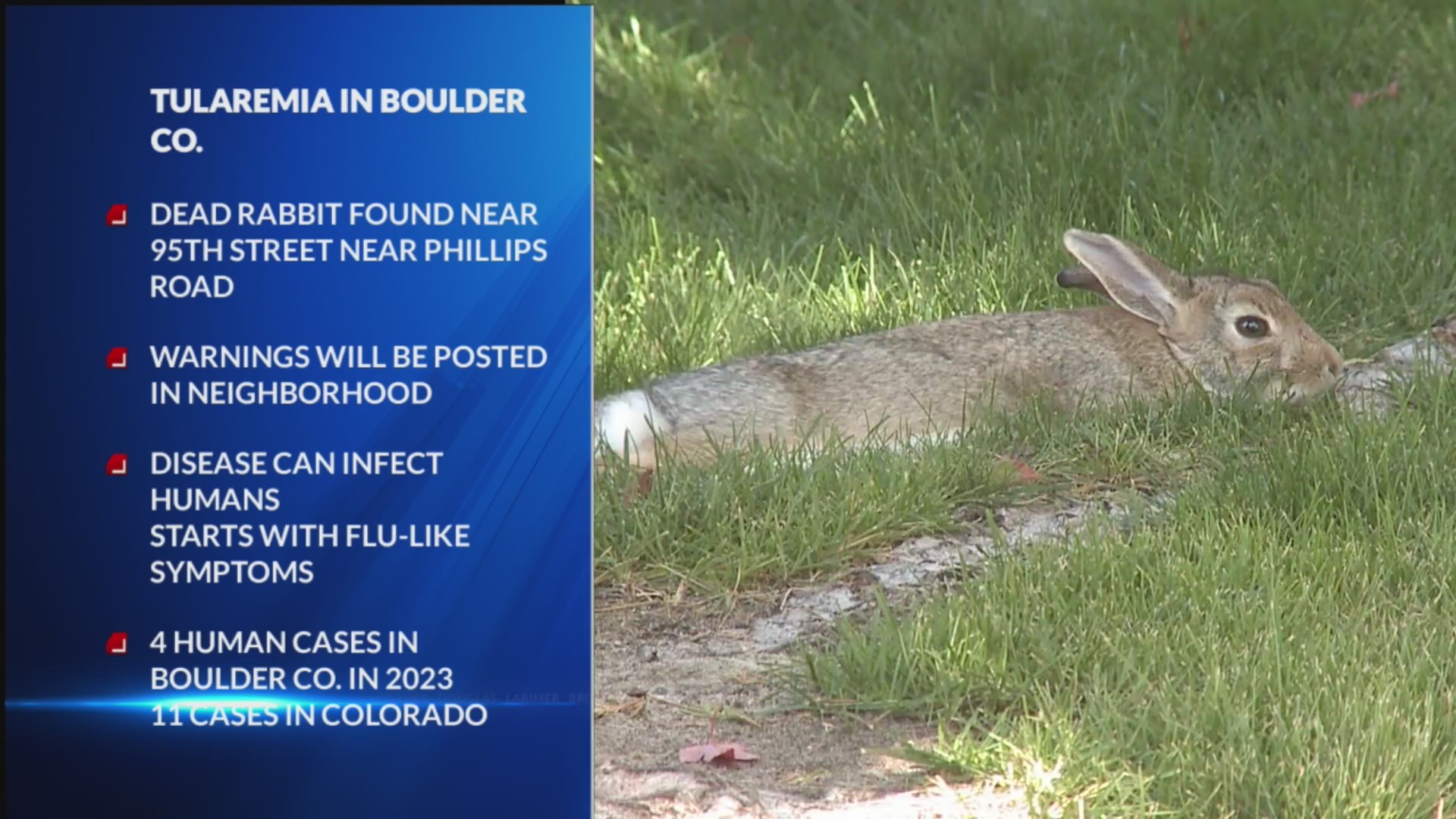 ‘Rabbit fever’ detected in Boulder County rabbit – FOX31 Denver