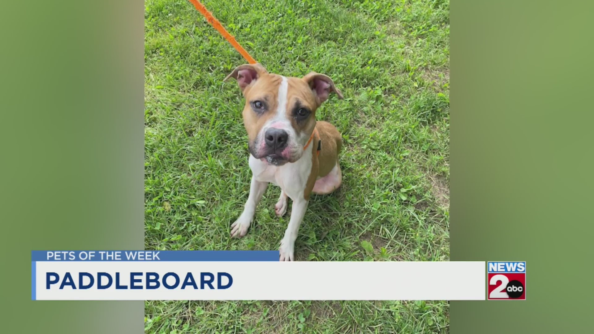 Pets of the Week for June 10, 2025 – WKRN News 2