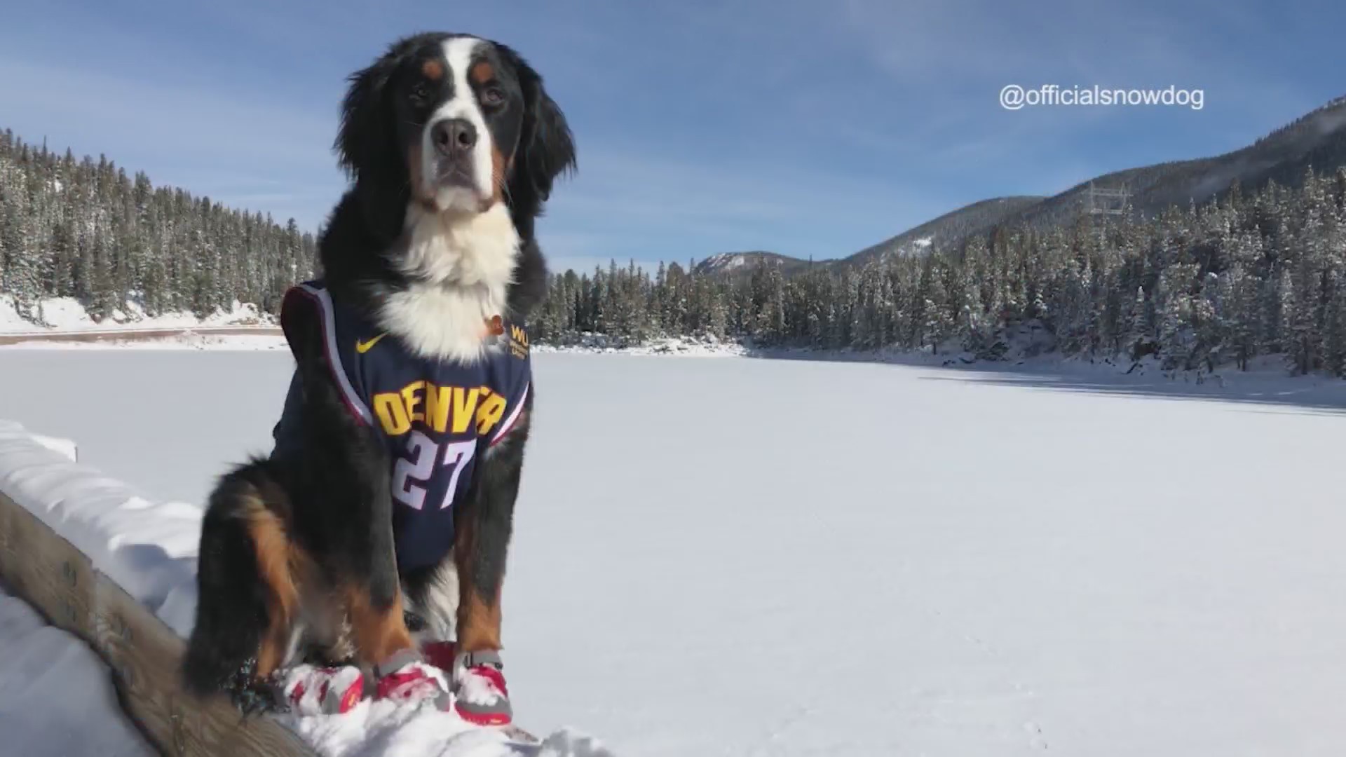 Parker the Snow Dog dies after crash on Christmas Eve – FOX21 News Colorado