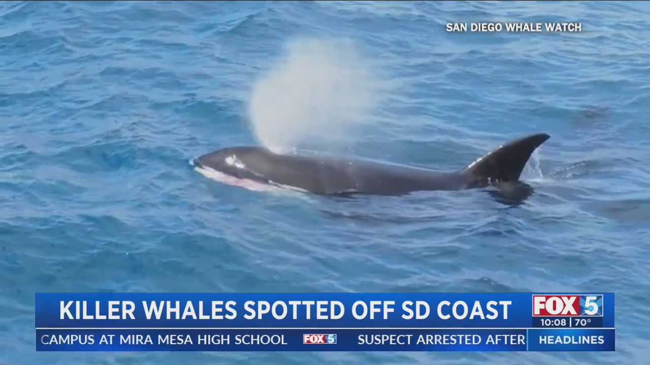Orca pod spotted off San Diego coast – FOX 5 San Diego & KUSI News