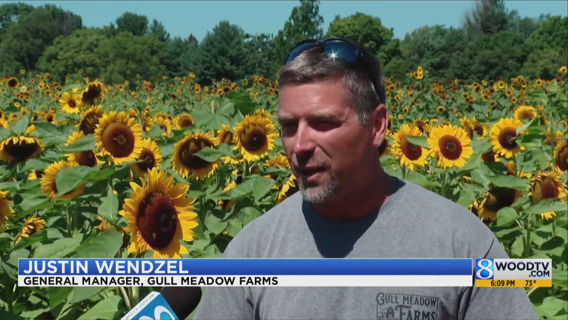 Final ‘sunflower days weekend’ at Gull Meadow Farms – WOODTV.com