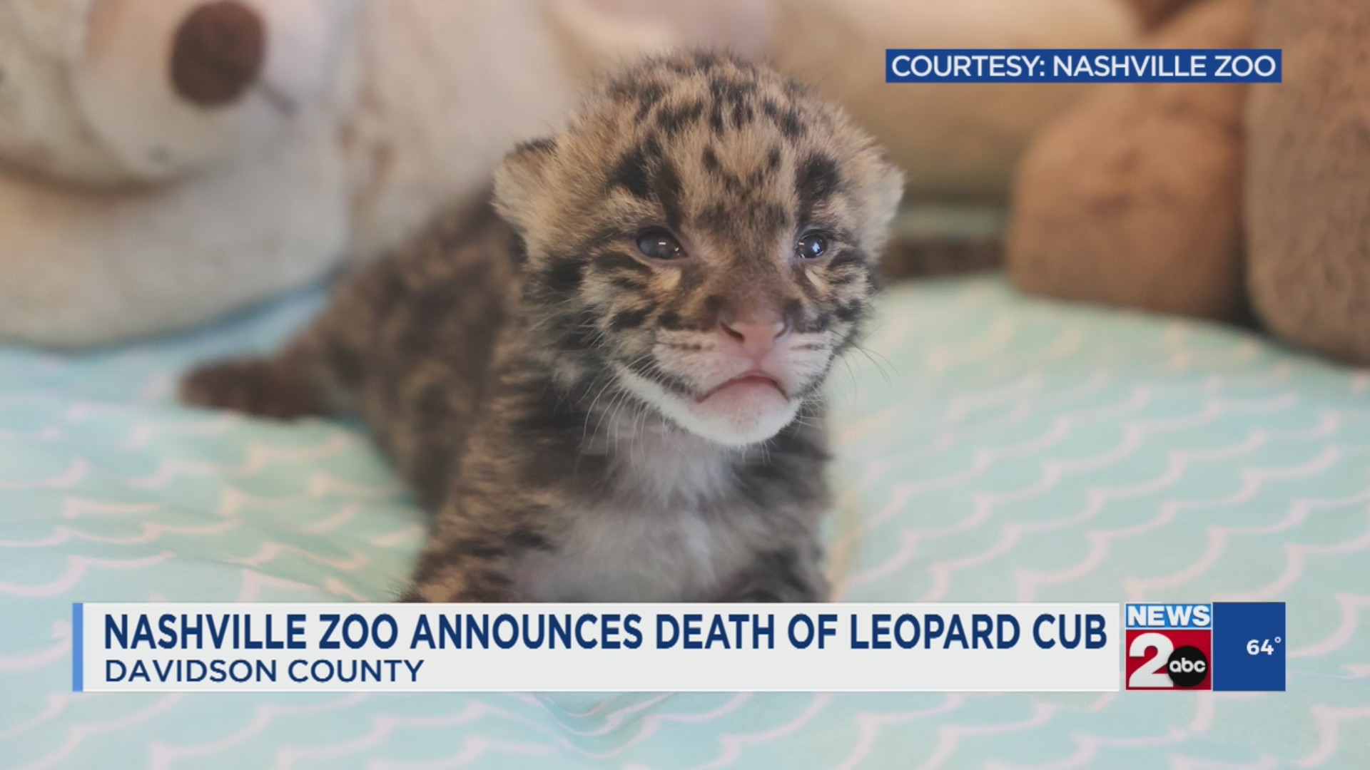 Nashville Zoo mourns death of rare clouded leopard cub – WKRN News 2