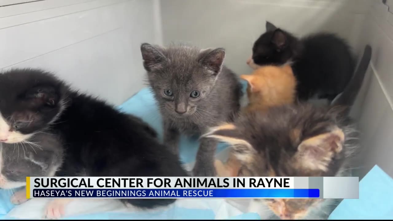 Rayne animal rescue expands with new surgical center – KLFY.com