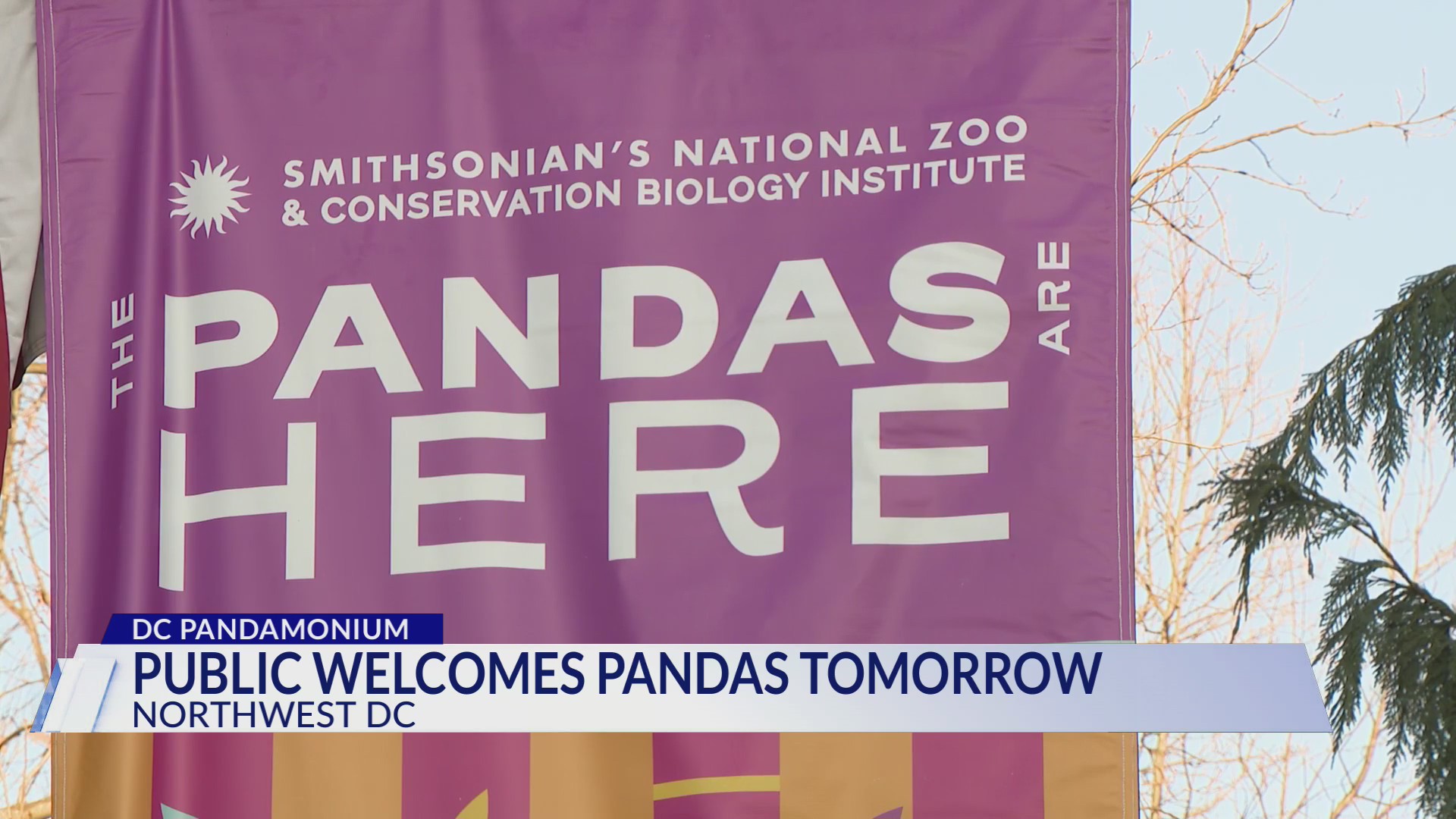 The pandas are back! What to know before visiting the bears at the ...