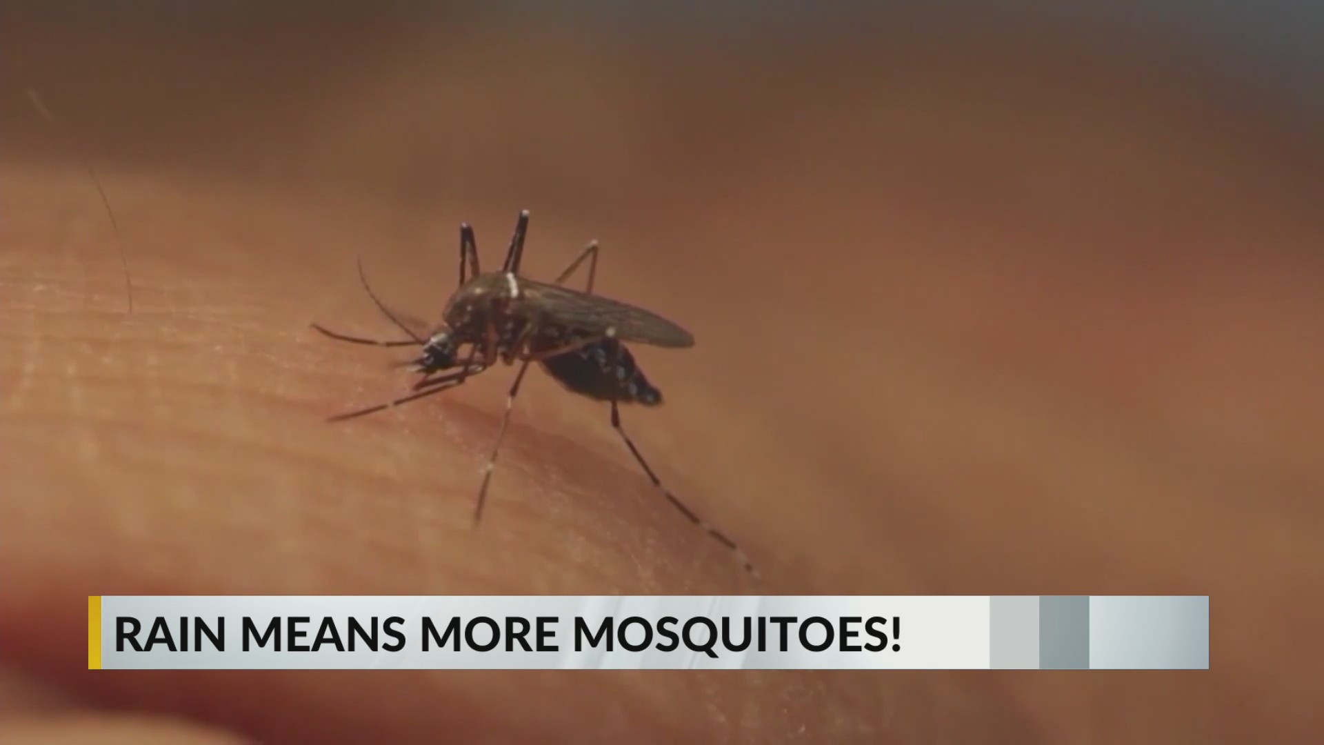 Pest experts weigh in on mosquito increase after storms – WNCT