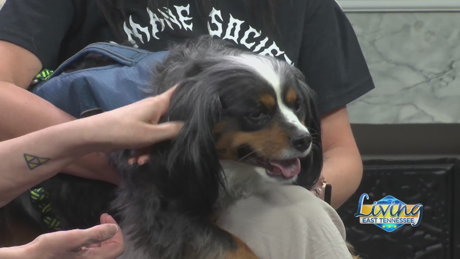 Pet of the Week: New development director – WATE 6 On Your Side