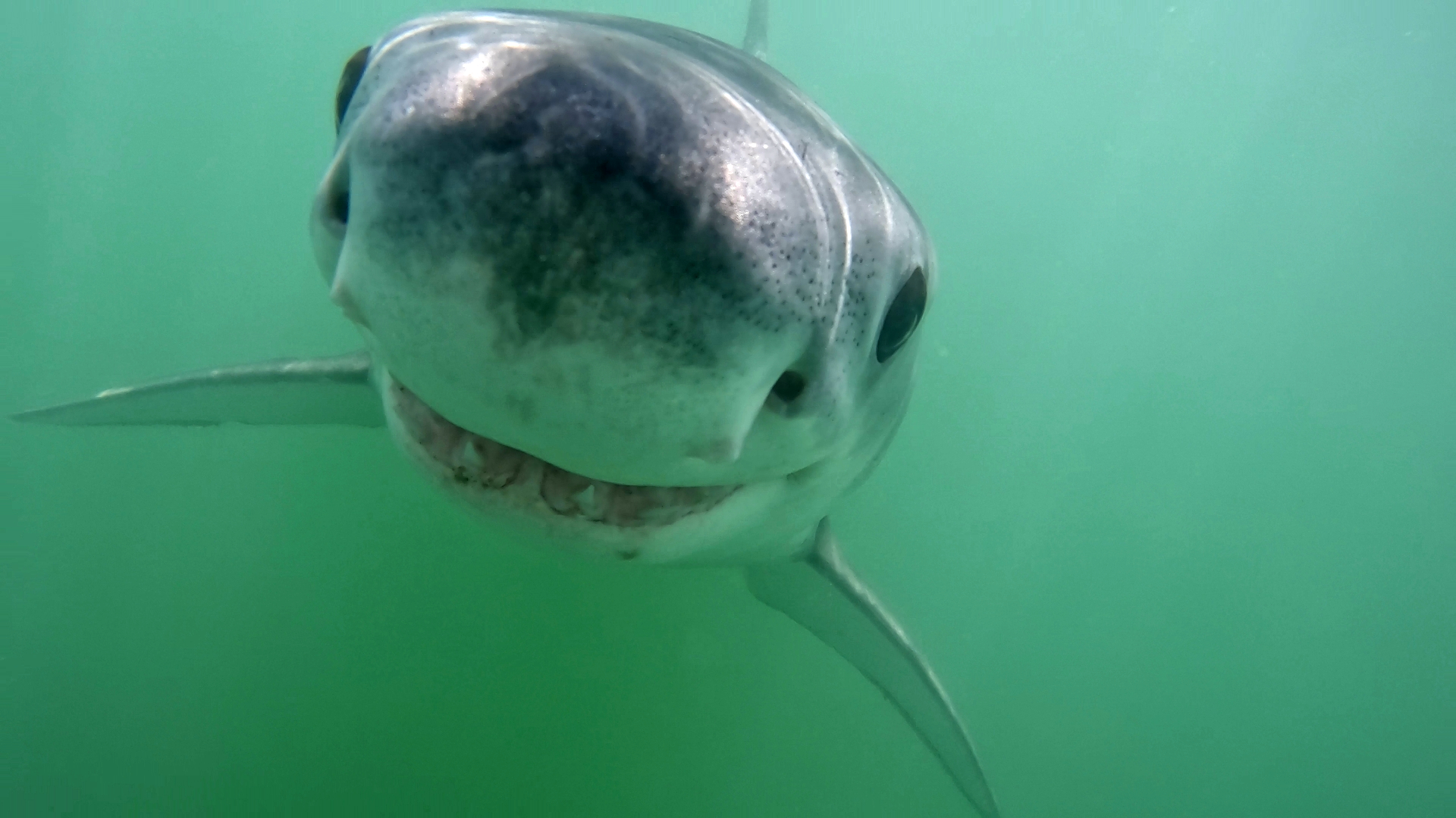 ‘Smiling’ great white sharks photographed near Santa Cruz beaches – KRON4