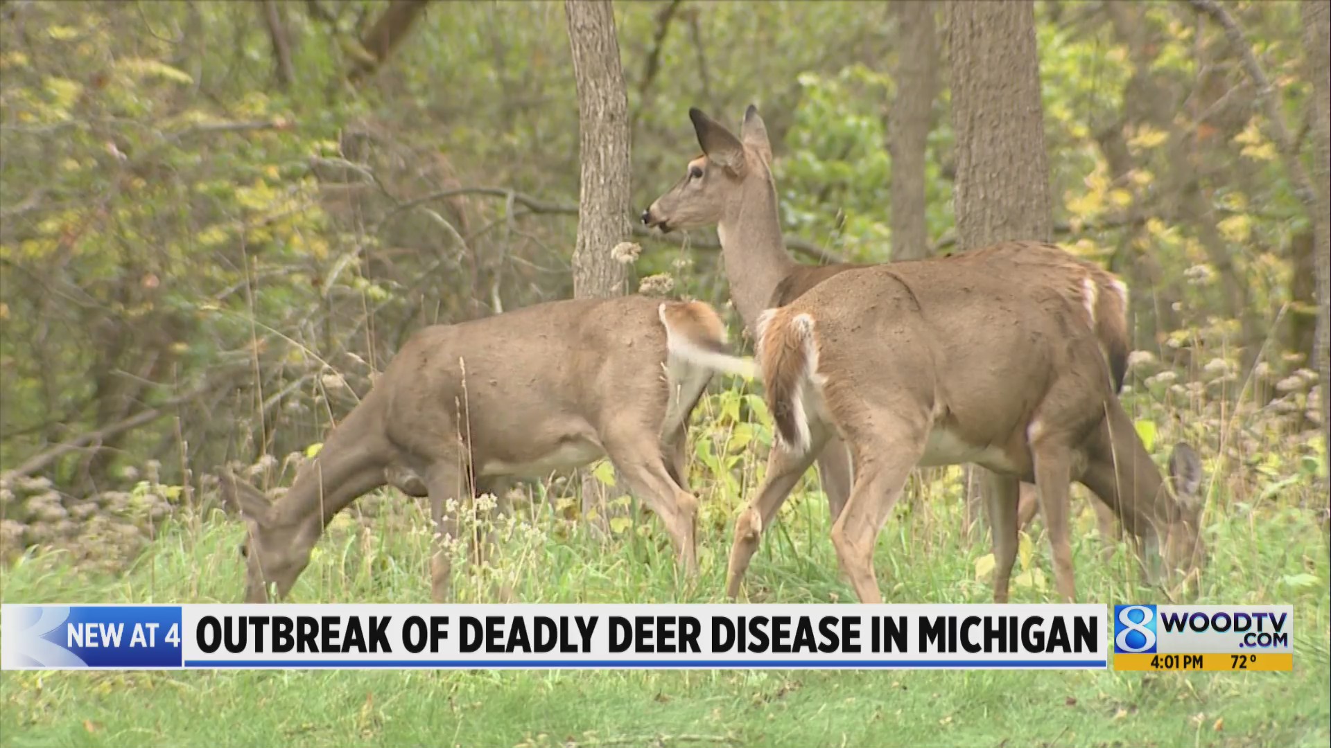Outbreak of deadly deer disease in Michigan – WOODTV.com