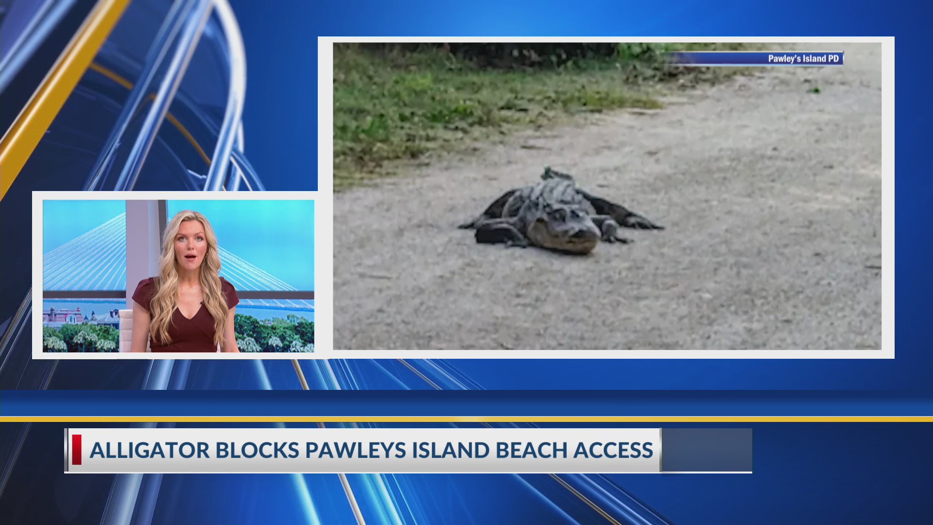 Gator blocks Pawleys Island beach access – WCBD News 2