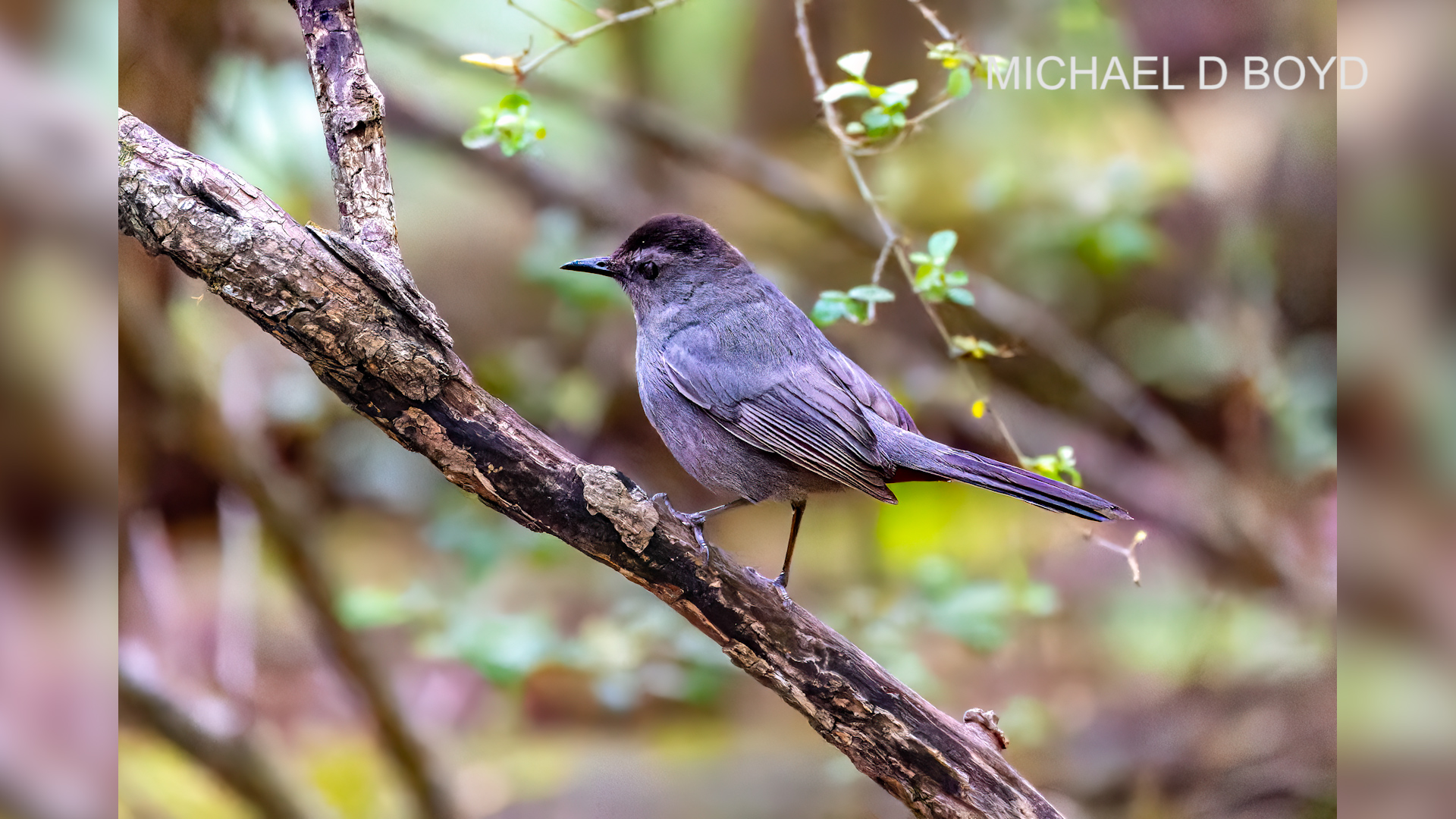 Chapman Mountain Nature Preserve Named Birding Trail | July 12, 2024 ...