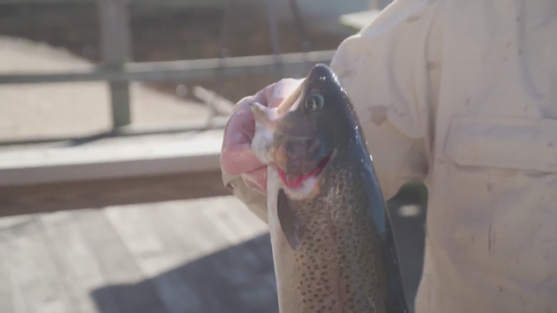 Kansas Wildlife and Parks boosts trout numbers with Gunn Park’s Fern ...