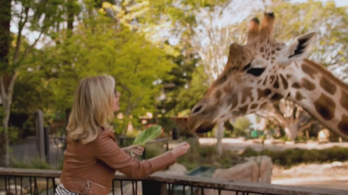 Roar and snore at Taronga Zoo Sydney – KTLA