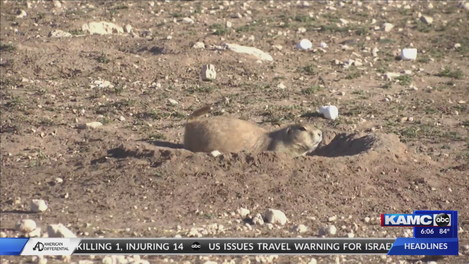 City of Lubbock begins eradicating prairie dogs – KLBK | KAMC ...