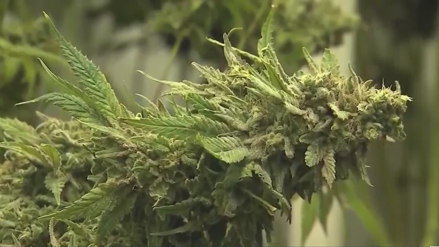 Texas House delays vote on hemp ban with exceptions for THC drinks ...