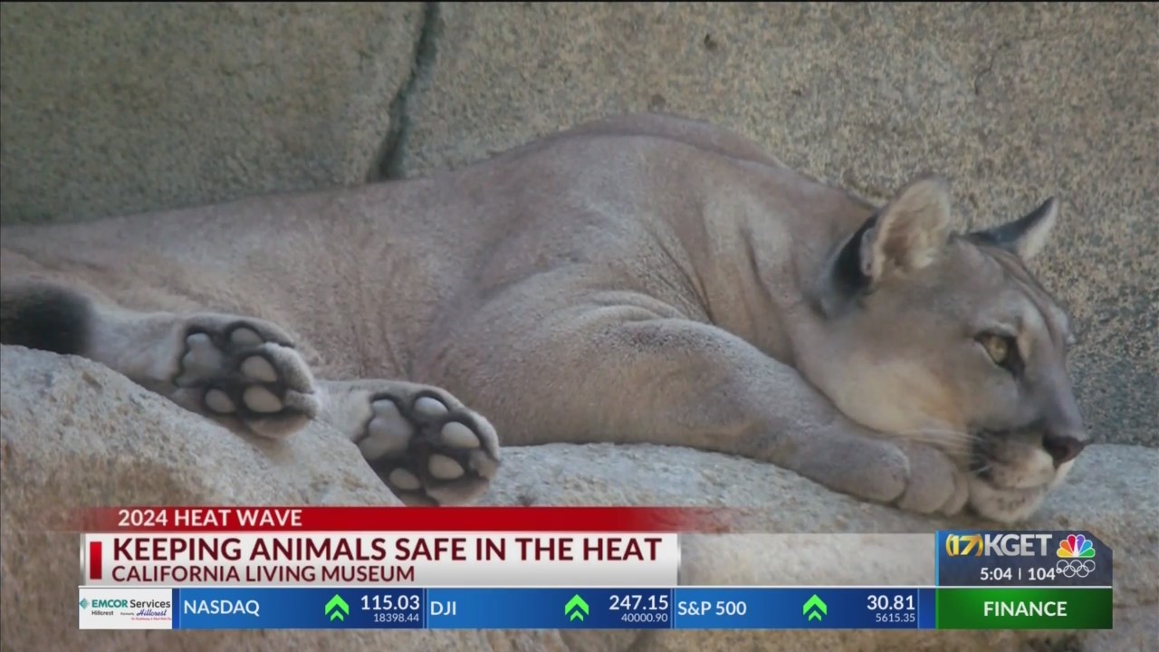 Keeping animals safe at C.A.L.M. during a heat wave – KGET 17 News