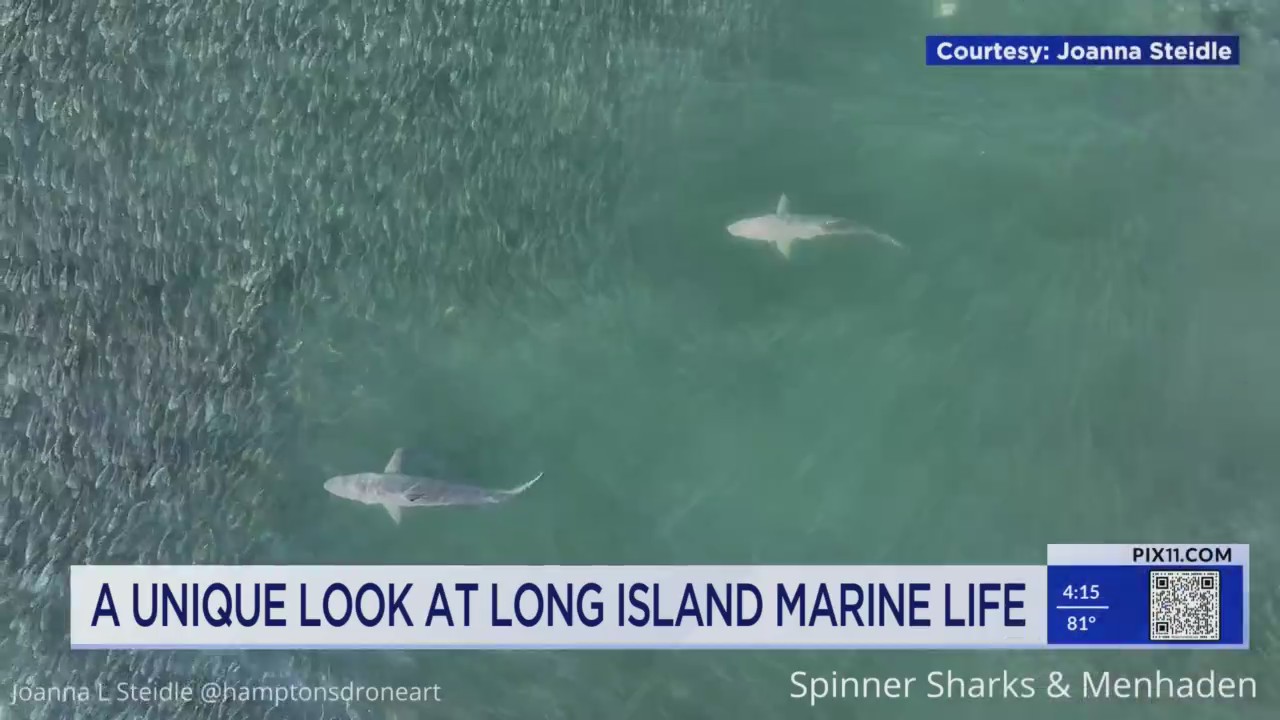 Sharks captured on drone camera on LI – PIX11