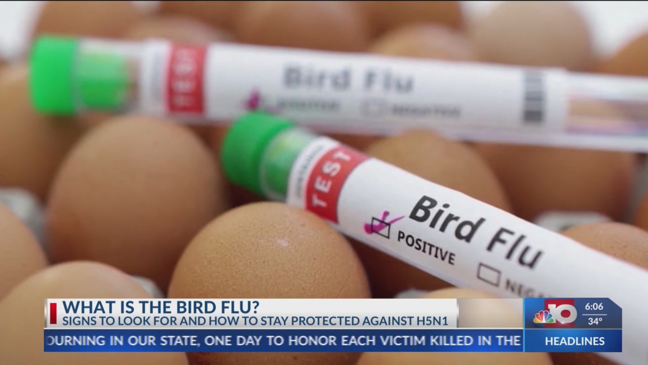 What is Bird Flu? Signs and symptoms of the H5N1 virus, how to stay protected – KTVE ...