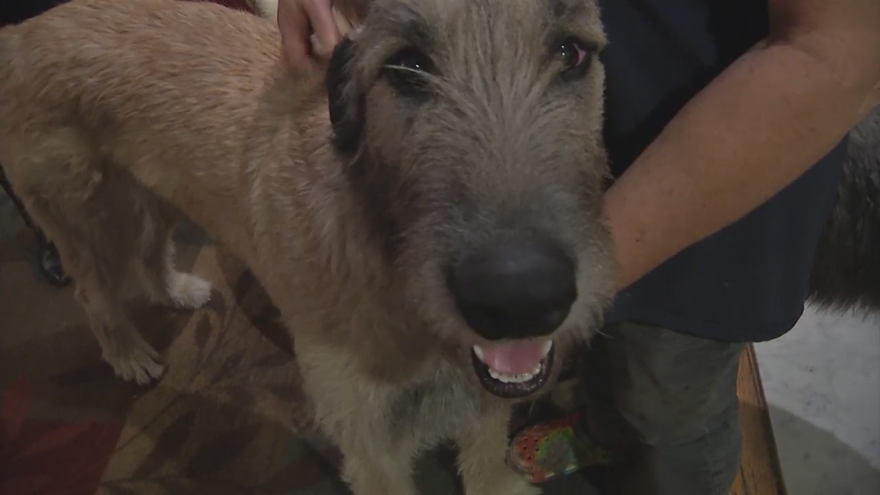Learning about Irish Wolfhounds, an ancient dog breed – News 4 Buffalo