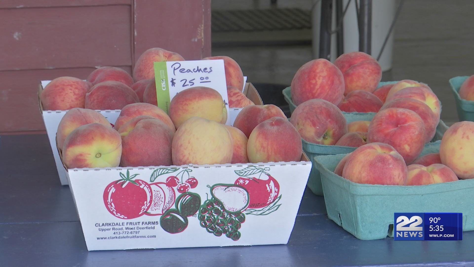 Western Mass. farms celebrate peach harvest season – WWLP